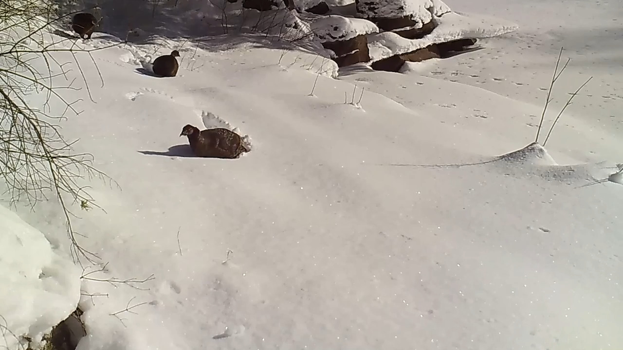 Wild Turkeys Trudge Through Deep Snow | Jukin Licensing