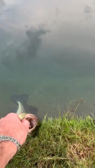 Common Snapping Turtle Attacks Fish After Person Pushes It Into Pond ...