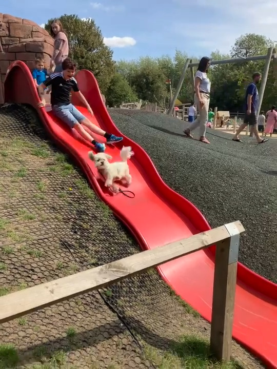 Dog Falls Off Playground Slide While Sliding Down With Kid | Jukin ...