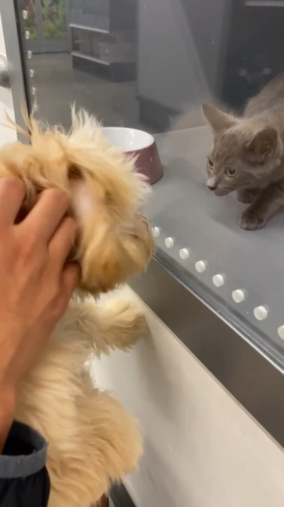 Cat Fails at Smacking Dog From Behind Glass Door | Jukin Licensing