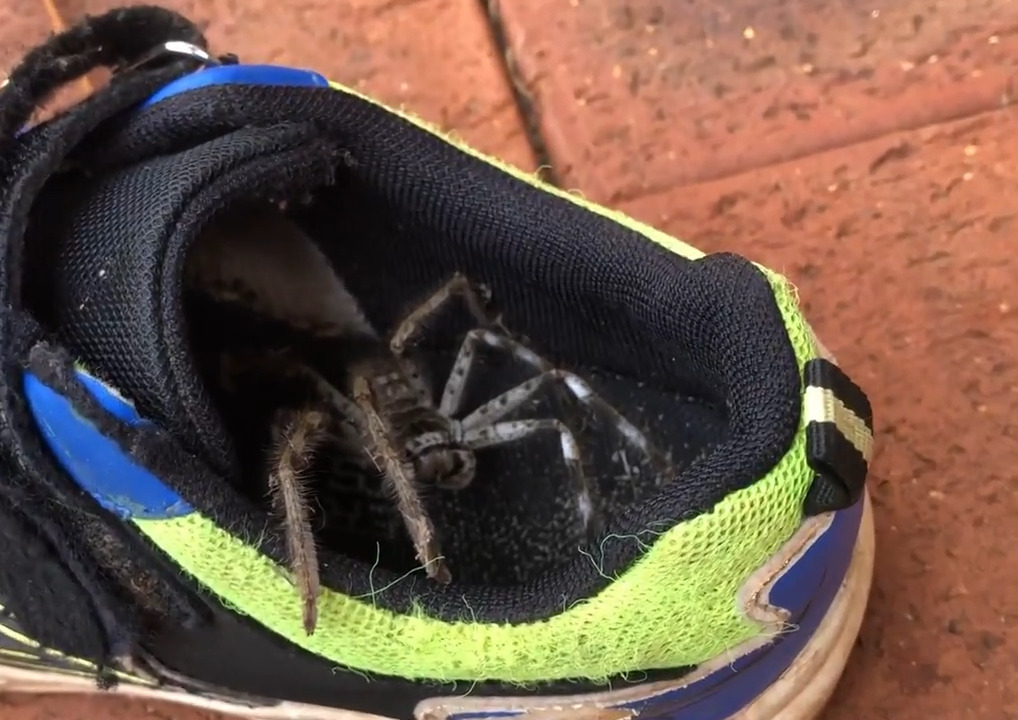 Large Spider Emerges from Shoe in Australia | Jukin Licensing