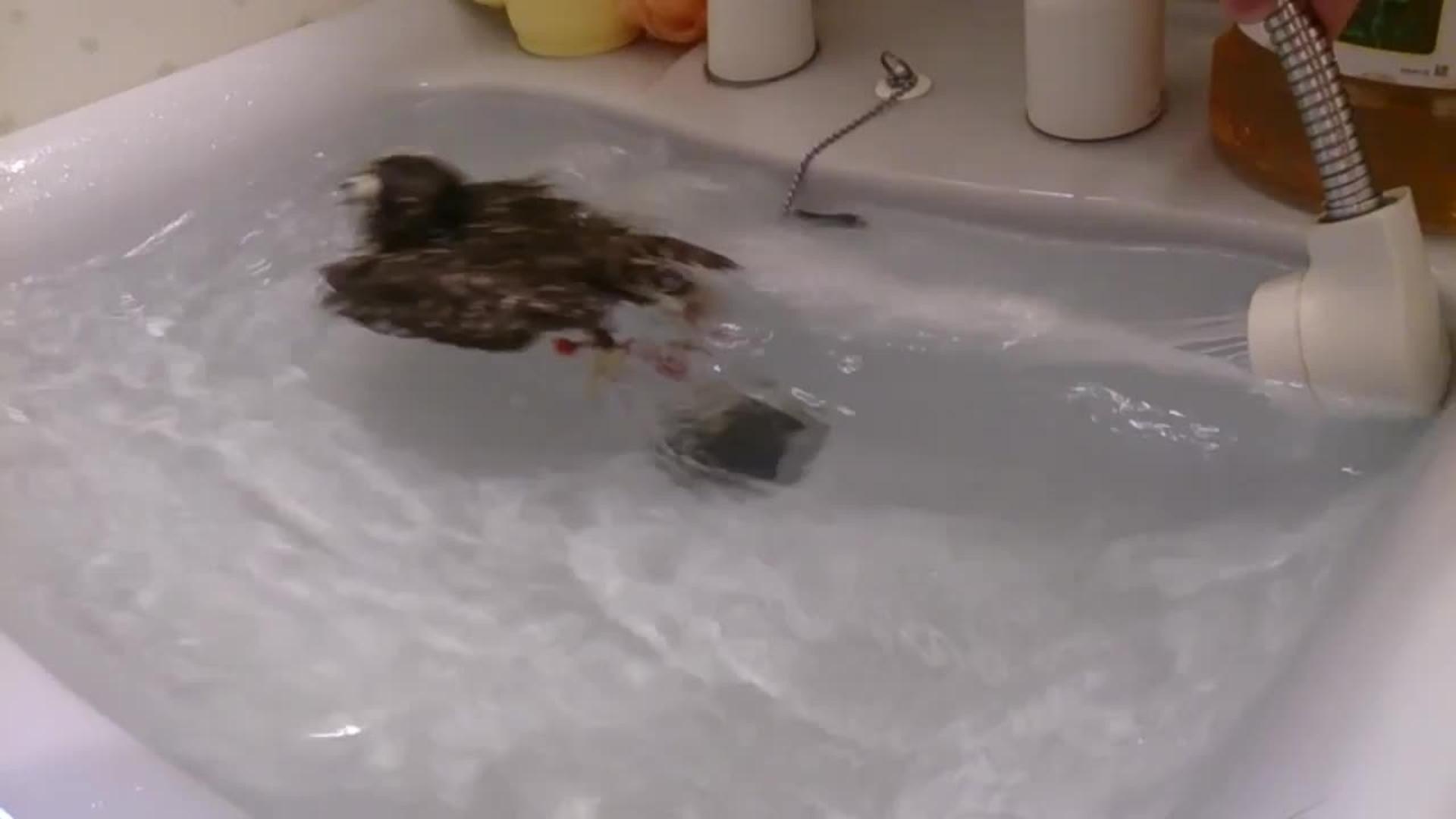 Owl Floating in the Sink | Jukin Licensing