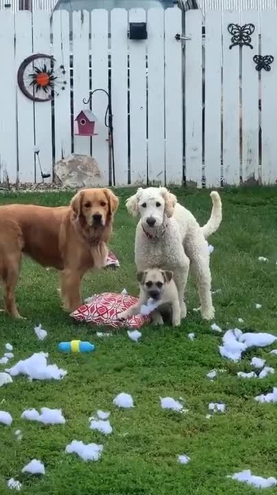 Three Dogs Destroy a Pillow and Spread the Fillings Everywhere in ...