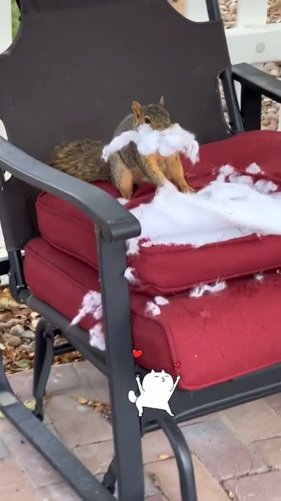 Squirrel Tears Apart Chair Cushion and Stuffs It in Her Mouth to Build ...