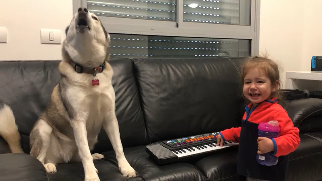 Husky Sings While Toddler Plays Piano | Jukin Licensing