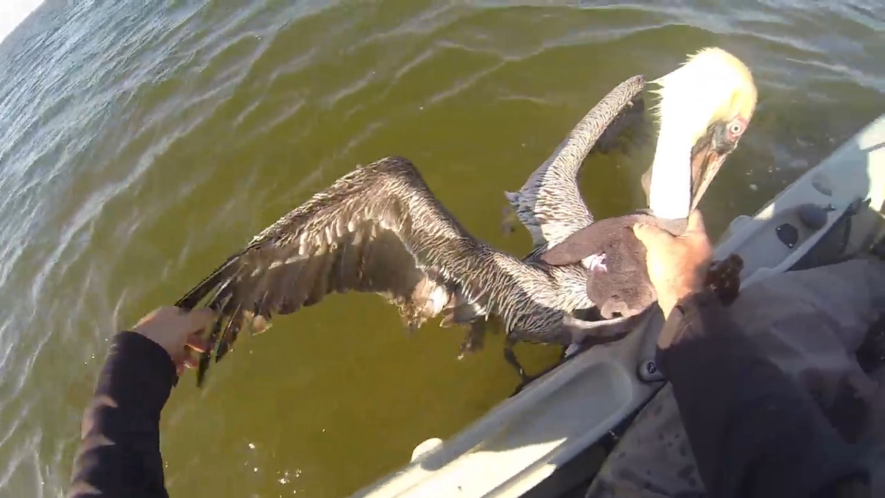 Pelican Attacks Kayak Angler | Jukin Licensing