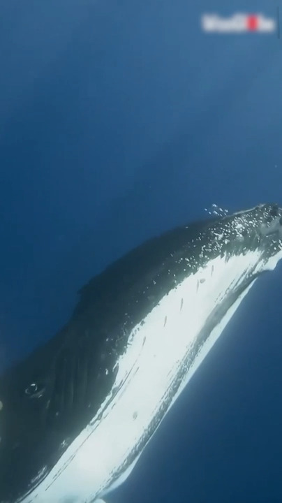 Friendly Humpback Whale Waves Back at Diver | Jukin Licensing