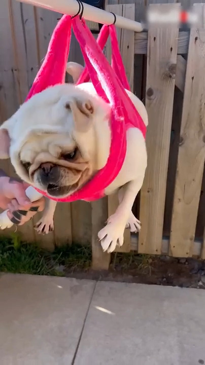 Dramatic Pug Resists While Owner Tries to Trim Her Nails | Jukin Licensing