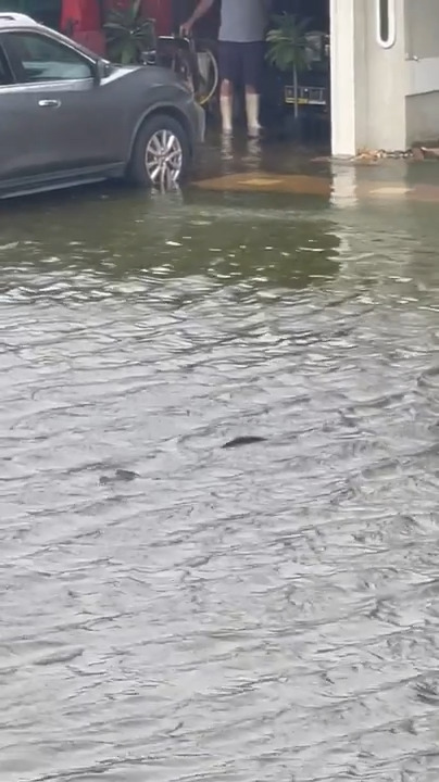 Alligator Spotted Floating Along Street During Hurricane Ian | Jukin ...