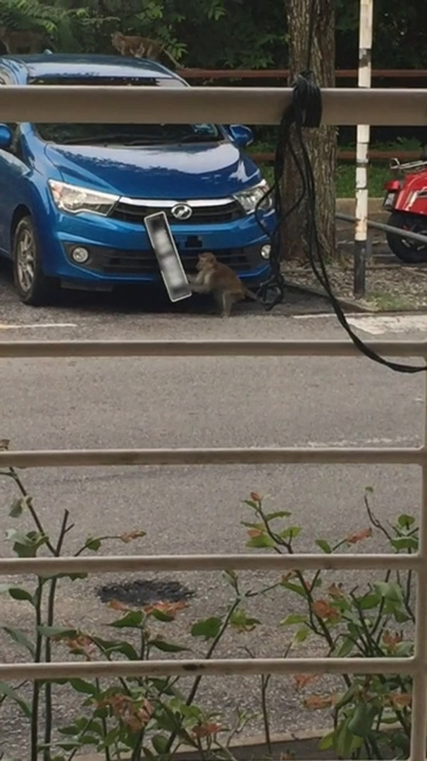 Monkey Vandalizes Car's License Plate | Jukin Licensing