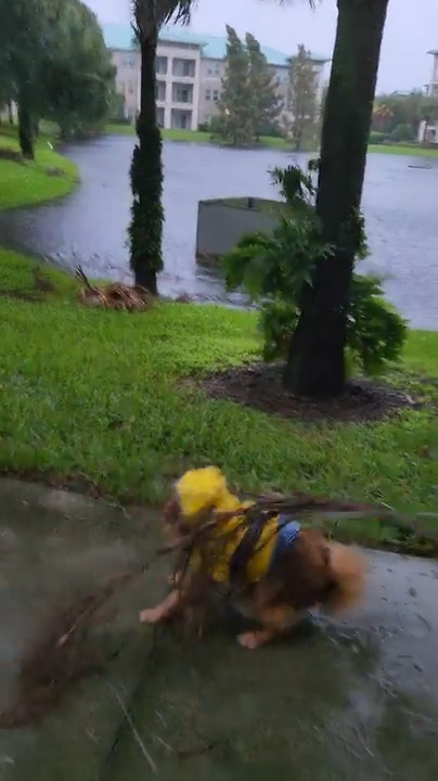 Twig from Palm Tree Falls on Dog During Storm | Jukin Licensing