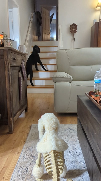 Poodle Runs Scared After Coming Across Skeleton Dog Halloween ...