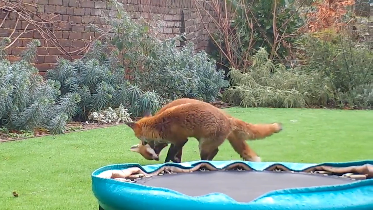 Couple of Foxes Having Fun | Jukin Licensing