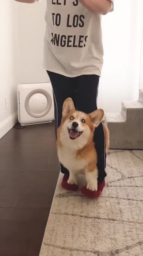 Corgi Dances With Owner by Standing on Their Feet | Jukin Licensing