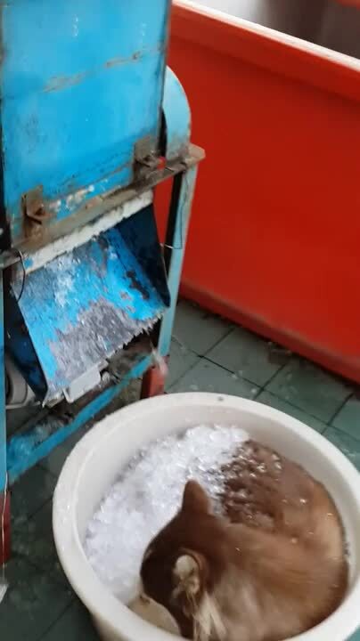 Siberian Husky Relaxes by Taking Ice Bath Inside Tub | Jukin Licensing