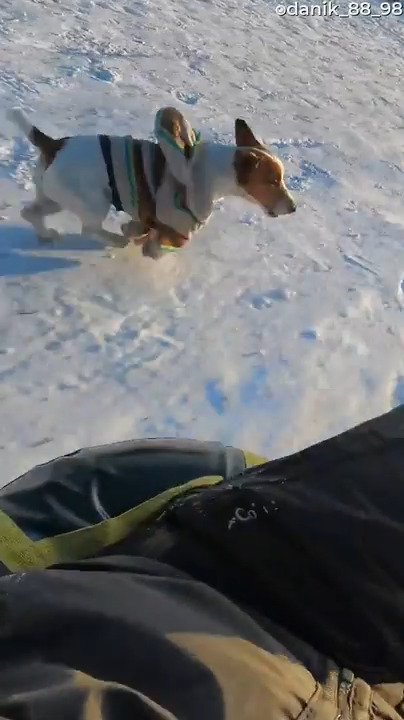 Dog Wins Downhill Sled Race Against Owner | Jukin Licensing