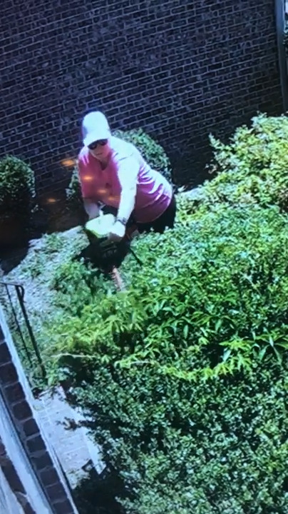 Woman Falls Off Ladder When Snake Bites Her While Trimming Bushes ...