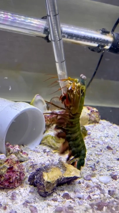 Person Shows How to Feed Mantis Shrimps With Feeding Tube | Jukin Licensing