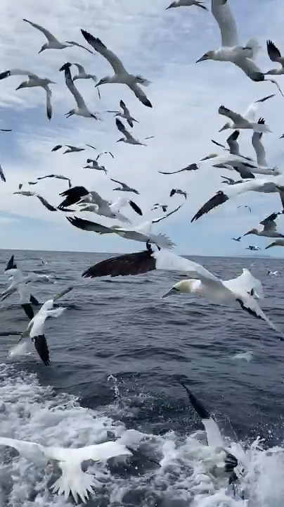 Flock of Gannets Swarm Tourist Boat | Jukin Licensing