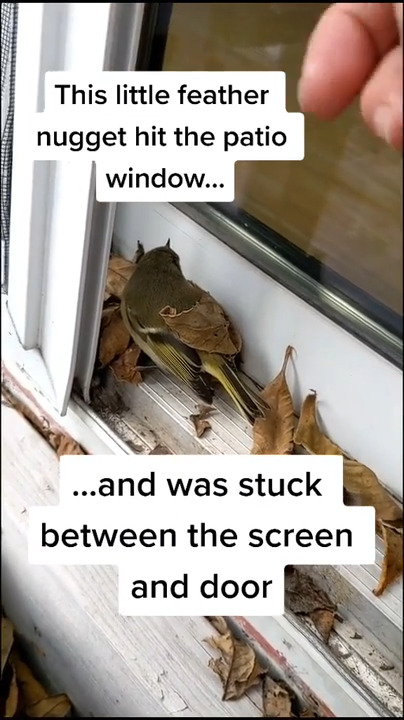 Person Rescues Bird Stuck Between Broken Screen and Patio Doors | Jukin ...
