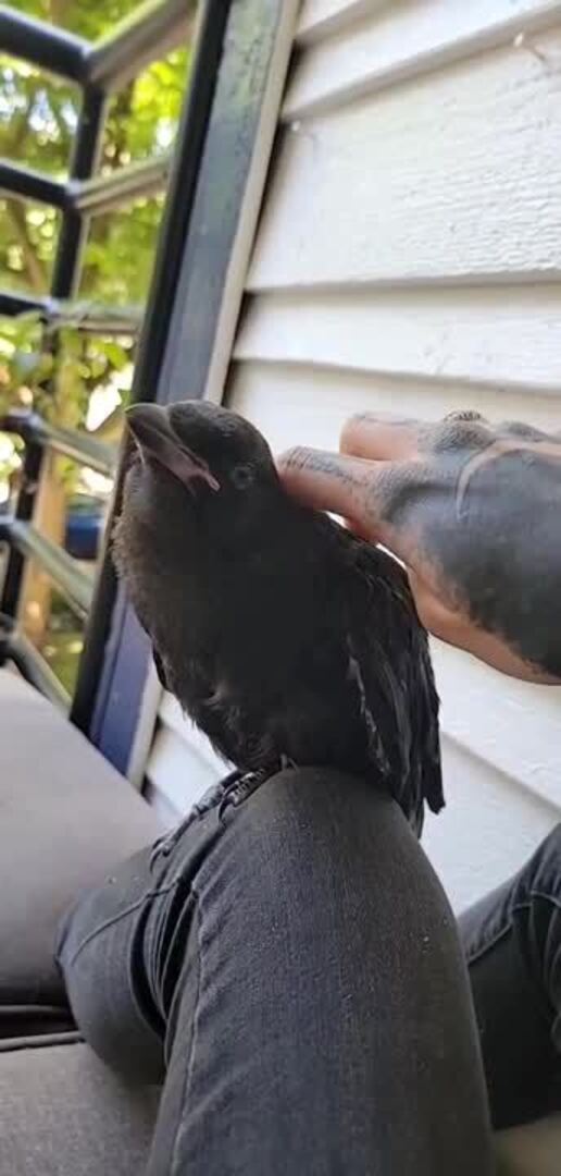 Crow Loves Getting Pets | Jukin Licensing