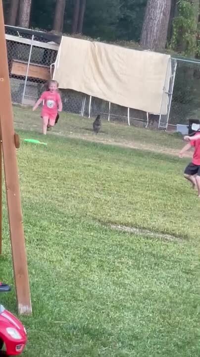 Rooster Chases After kids | Jukin Licensing