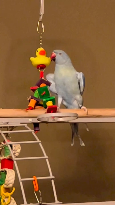 Parrot Playfully Kisses His Ducky Toy and Bowl | Jukin Licensing
