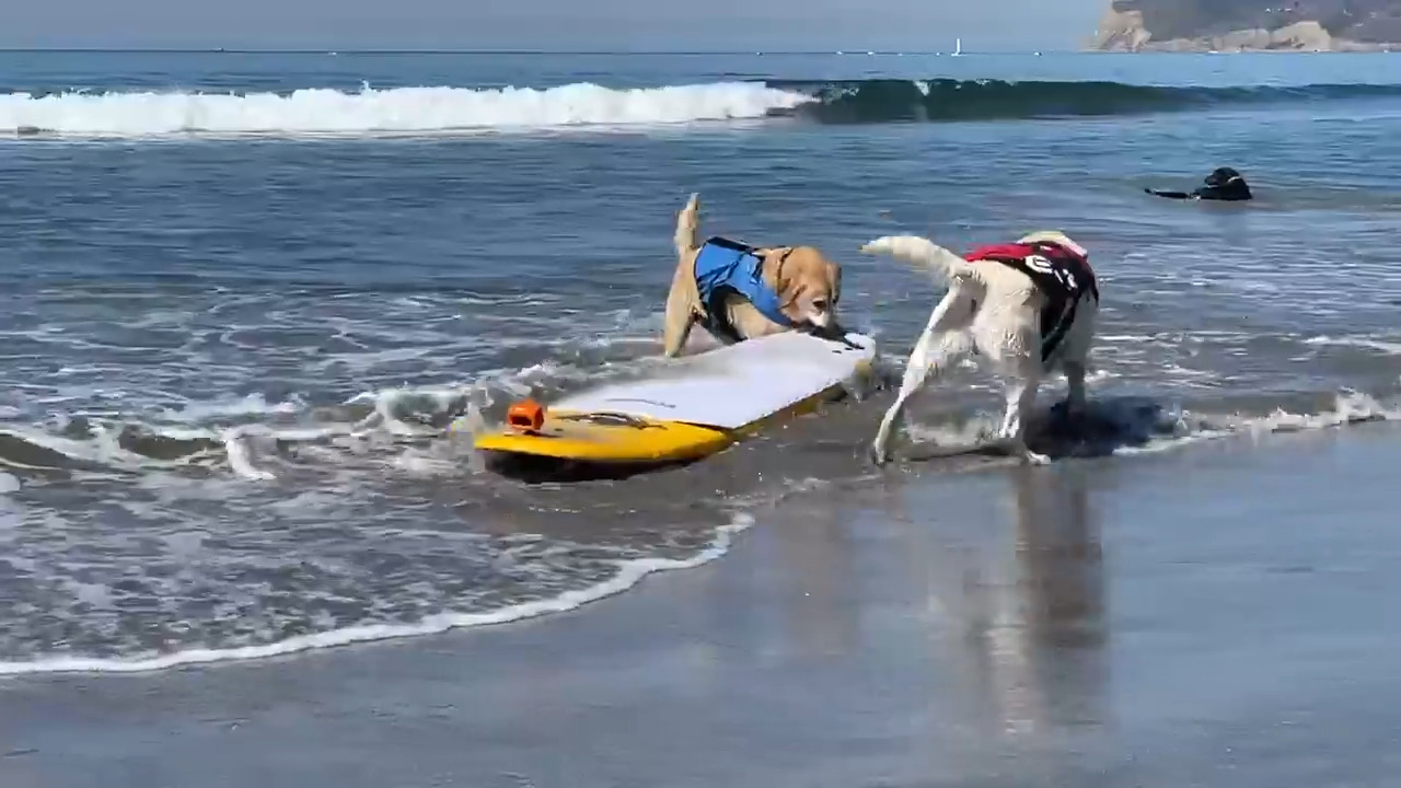 Labrador Pulls Surfboard to Shore After Surfing Over it | Jukin Licensing