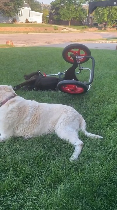 Labrador in Wheelchair Falls Over Onto Grass | Jukin Licensing