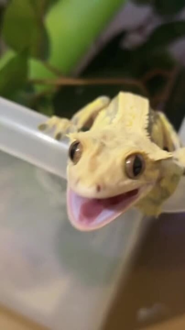 Playful Gecko Tries to Scare Human Twice by Jumping at Camera | Jukin ...