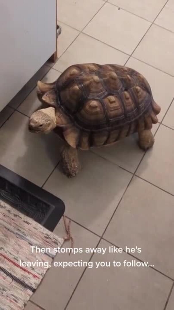 Tortoise Stomps Person's Foot to Get Treats From Them | Jukin Licensing