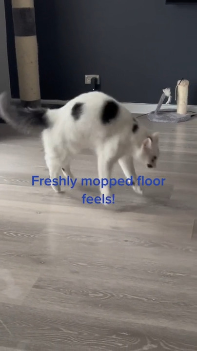 Cat Gives Weird Reaction to Freshly Mopped Floor | Jukin Licensing