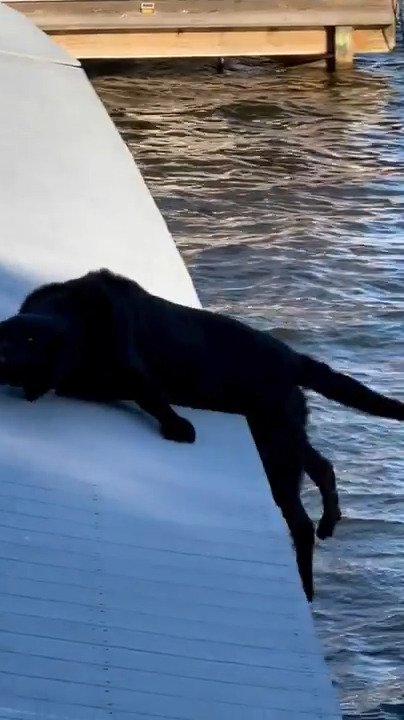 Rescue Dog Slips Off Damaged Dock And Falls Into Water While Trying to ...