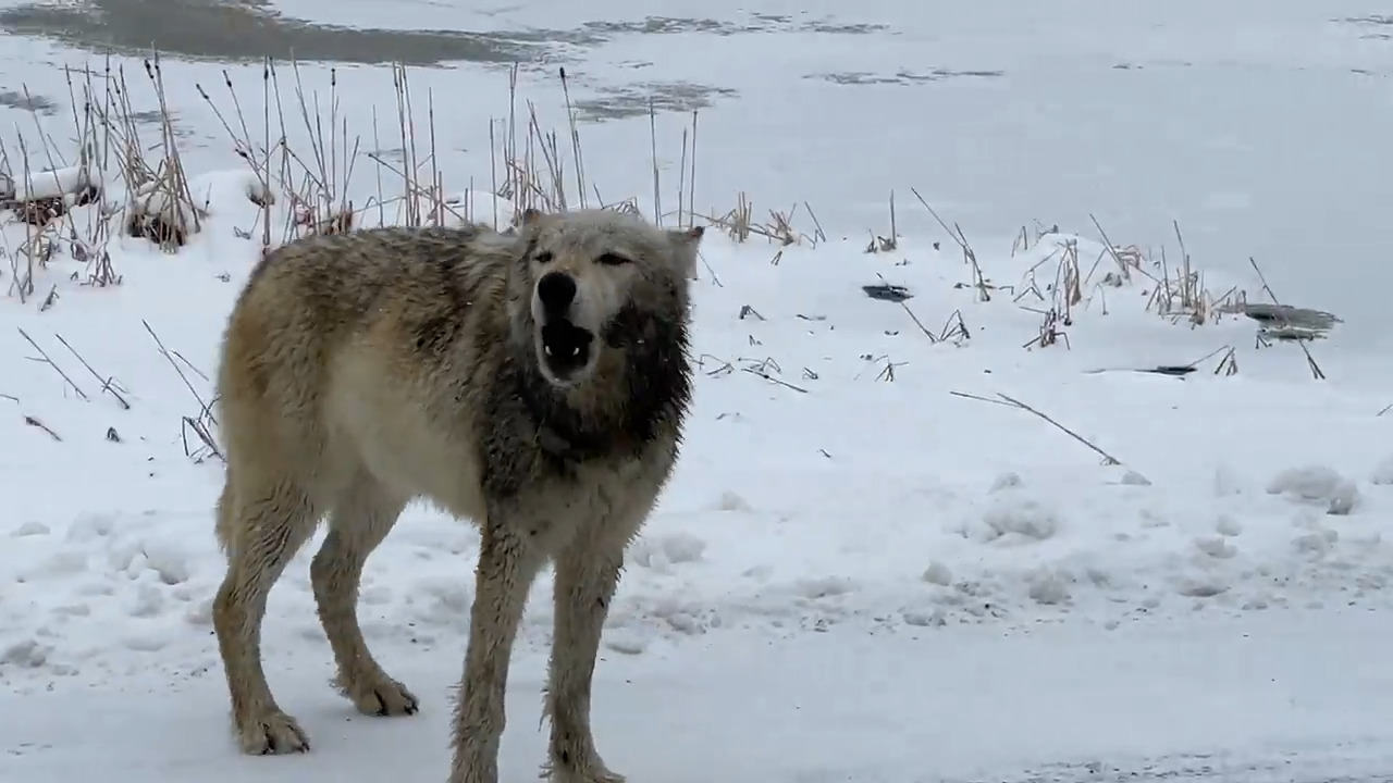 Wolf Moves on Side of Road Parallel to People's Vehicle at National ...