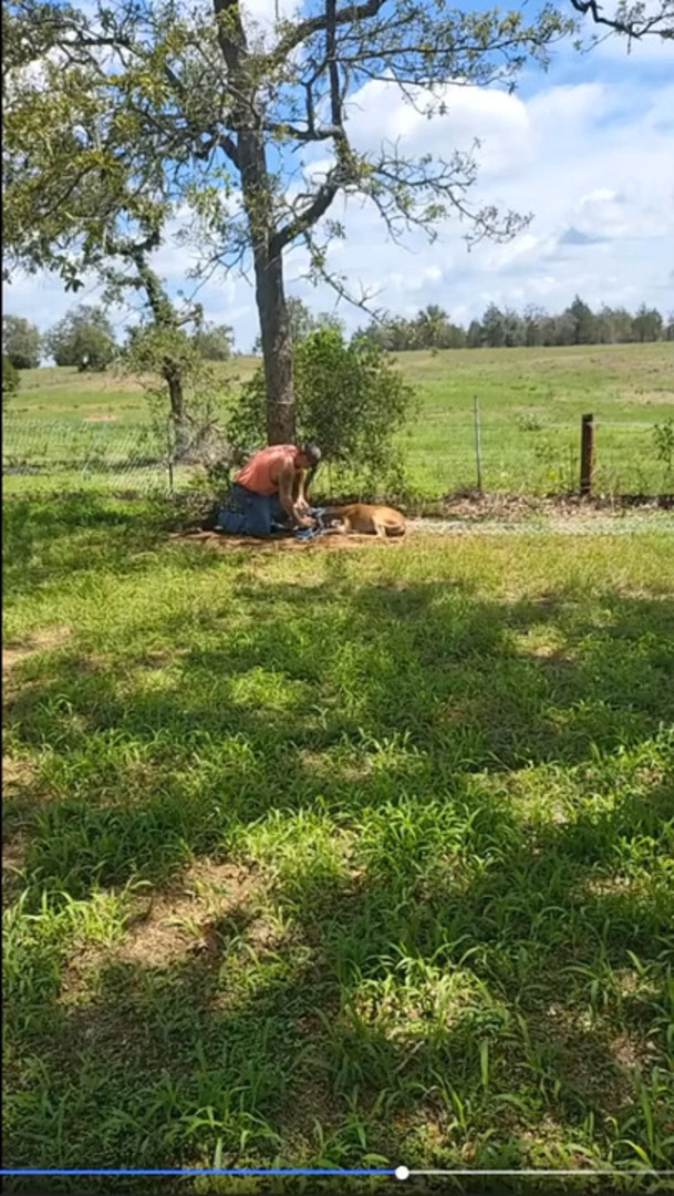 Guy Rescues Deer After Their Antlers Get Stuck in Fence | Jukin Licensing