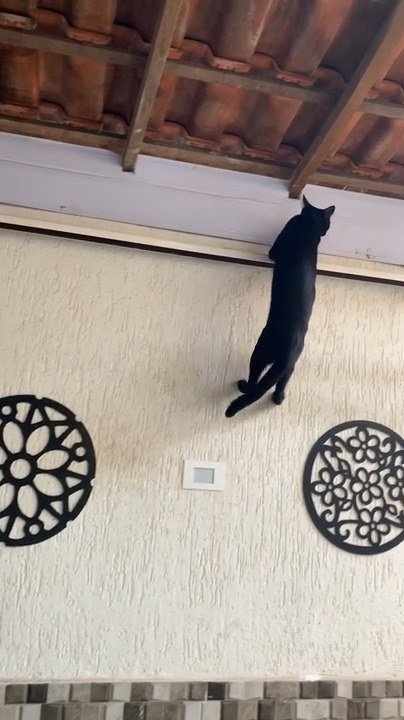 Cat Parkours While Clinging to Wall | Jukin Licensing
