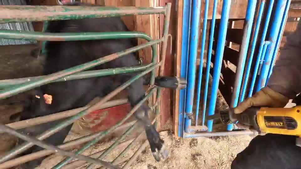 Guys Rescue Cow With Her Foot Stuck In Fence | Jukin Licensing