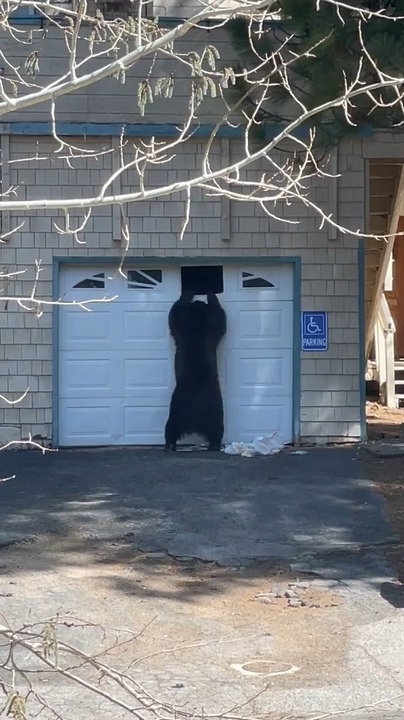 Bear Breaks Into Garage | Jukin Licensing
