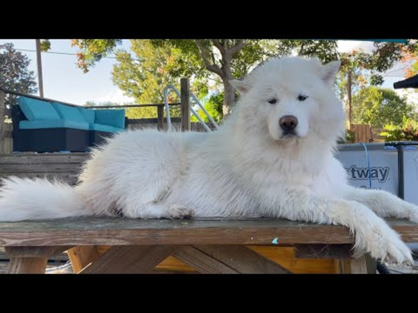 Husky Enjoys Getting Groomed | Jukin Licensing