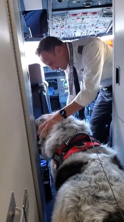 Fluffy Dog Visits Pilot in Cockpit While Flying With Owner on Airplane ...