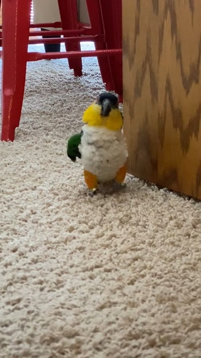 Pet Caique Gets Embarrassed and Angry When Owner Catches Him Sharpening ...