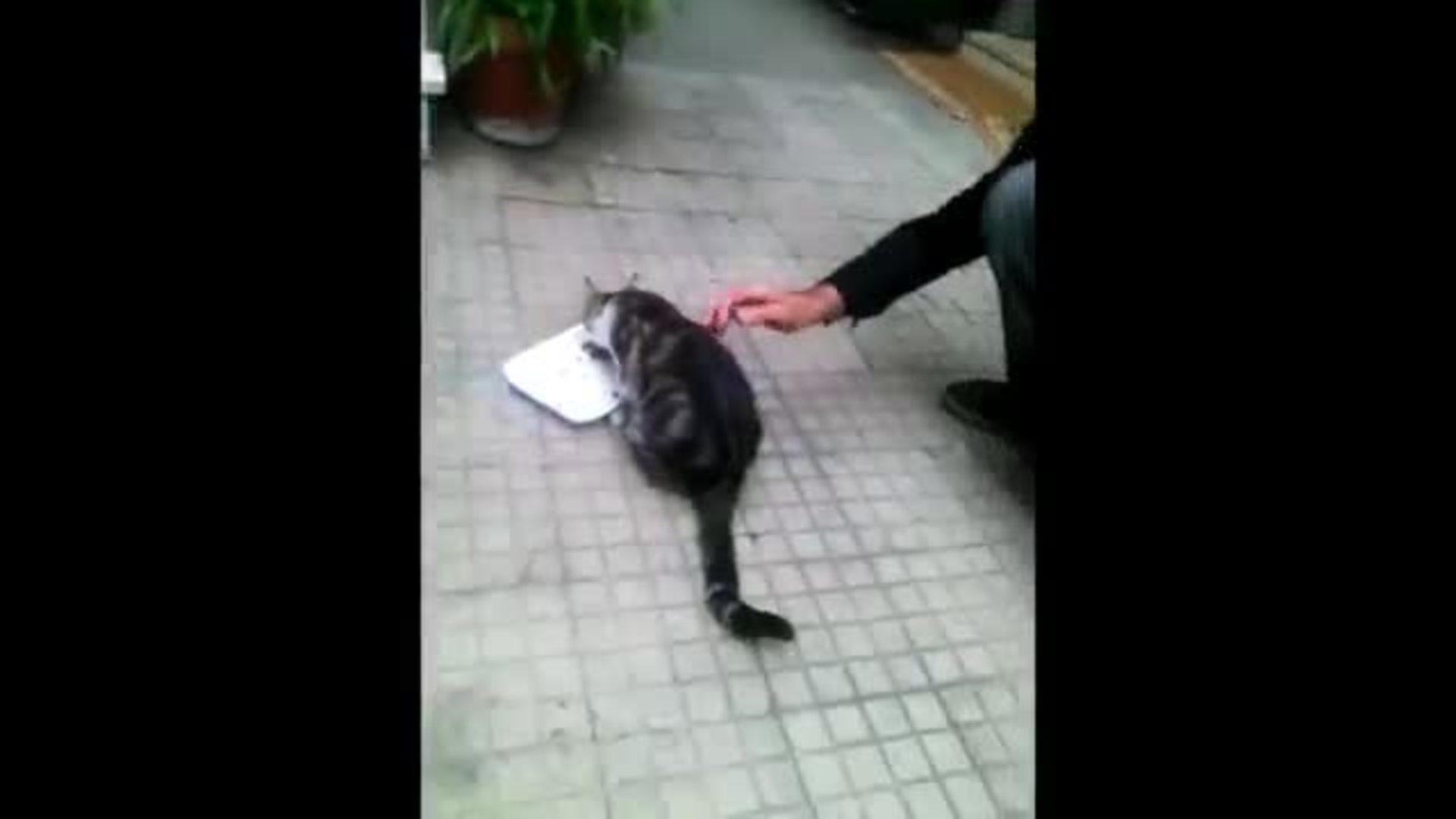 Cat Fakes Death | Jukin Licensing