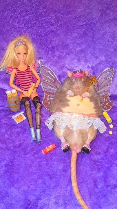Rat Dressed as Fairy Lies Next to Doll | Jukin Licensing