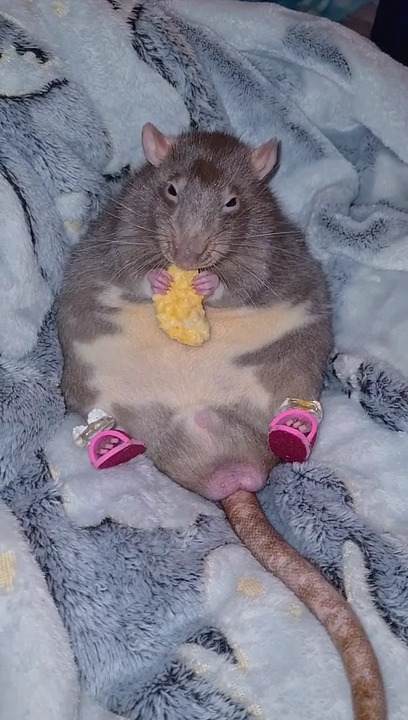 Rat Steals Their Fellow Pet Rat's Slipper While He Gets Busy Munching ...
