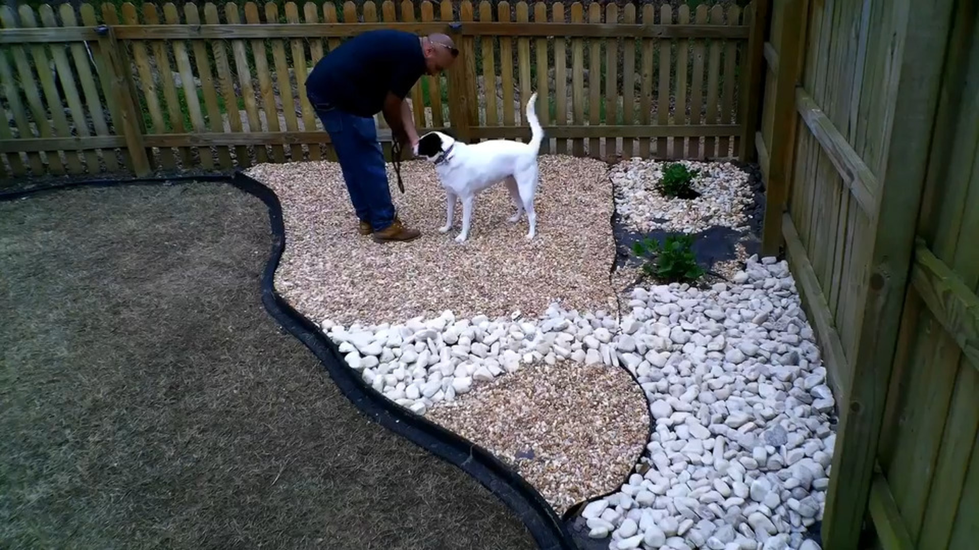 Guy Shows How to Build Potty Area in Lawn and Train Your Dog to Use It ...