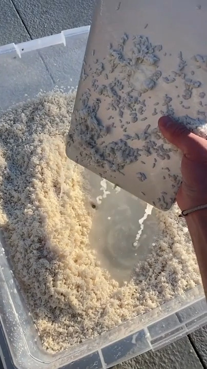 Guy Accidentally Leaves His Water Damaged Laptop in Container of Rice ...