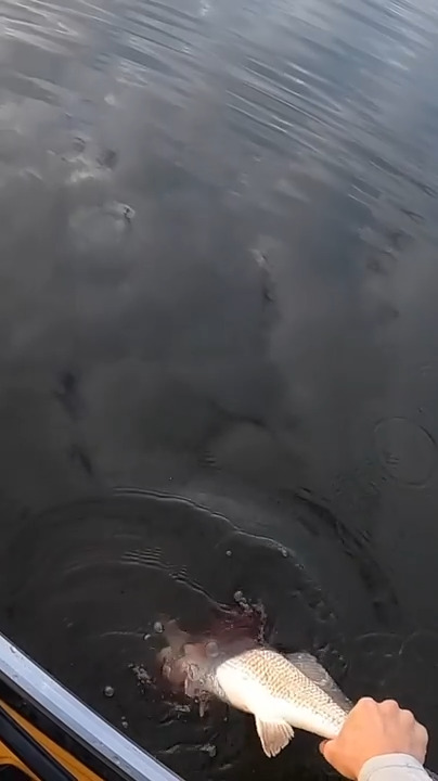 Fish Slips Out of Person's Hand Into Water After They Bleed it Out ...