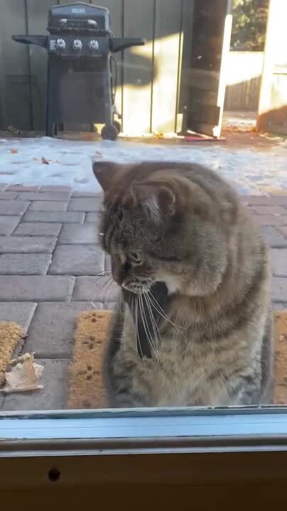 Owner Gets Shocked to See Cat Carrying Bird in His Mouth | Jukin Licensing