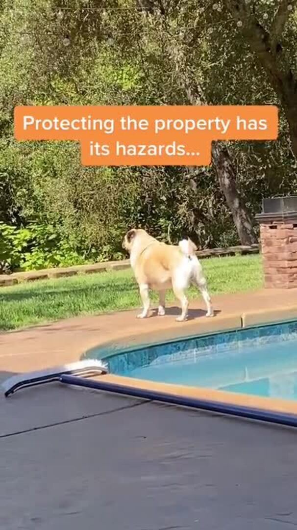 Dog Slips Into Pool While Barking | Jukin Licensing