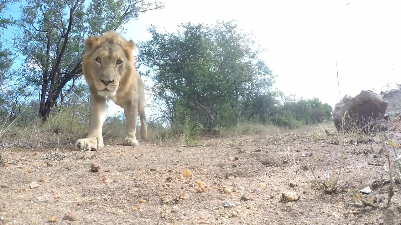 Lions Try to Eat GoPro | Jukin Licensing